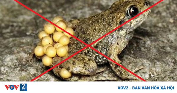 Độc tố trong một con cóc có thể khiến 5 người tử vongame]