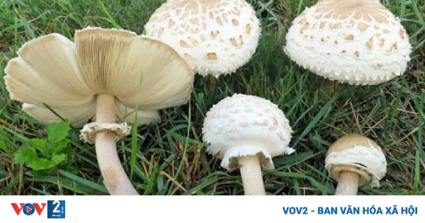 Cách nhận biết nấm độc và nấm ăn được