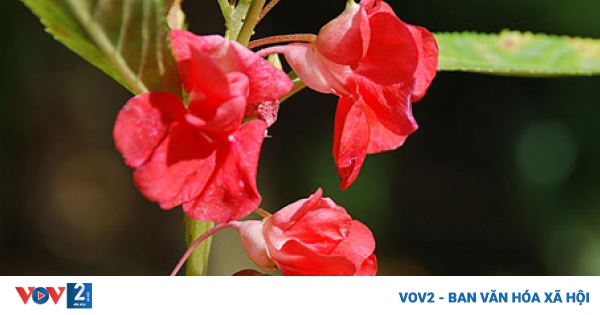 Hoa phụng tiên: Sự tích về một loài hoa đẹp