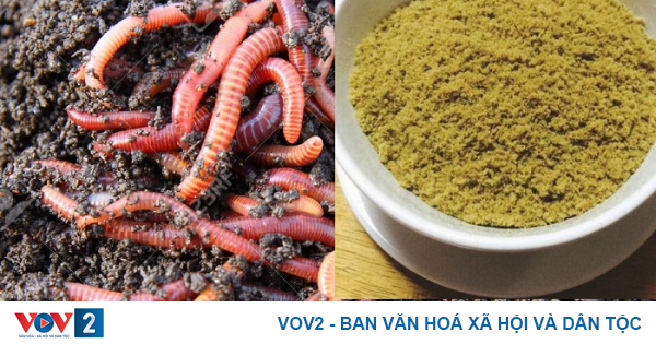 Món ăn từ giun: Vừa ăn vừa run