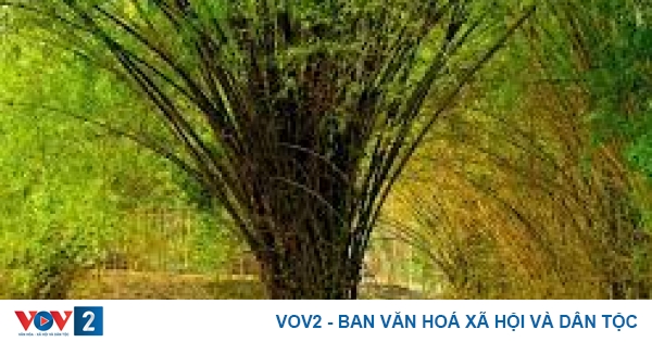 Góc nhìn mới mẻ của bài thơ "Tre Việt Nam"